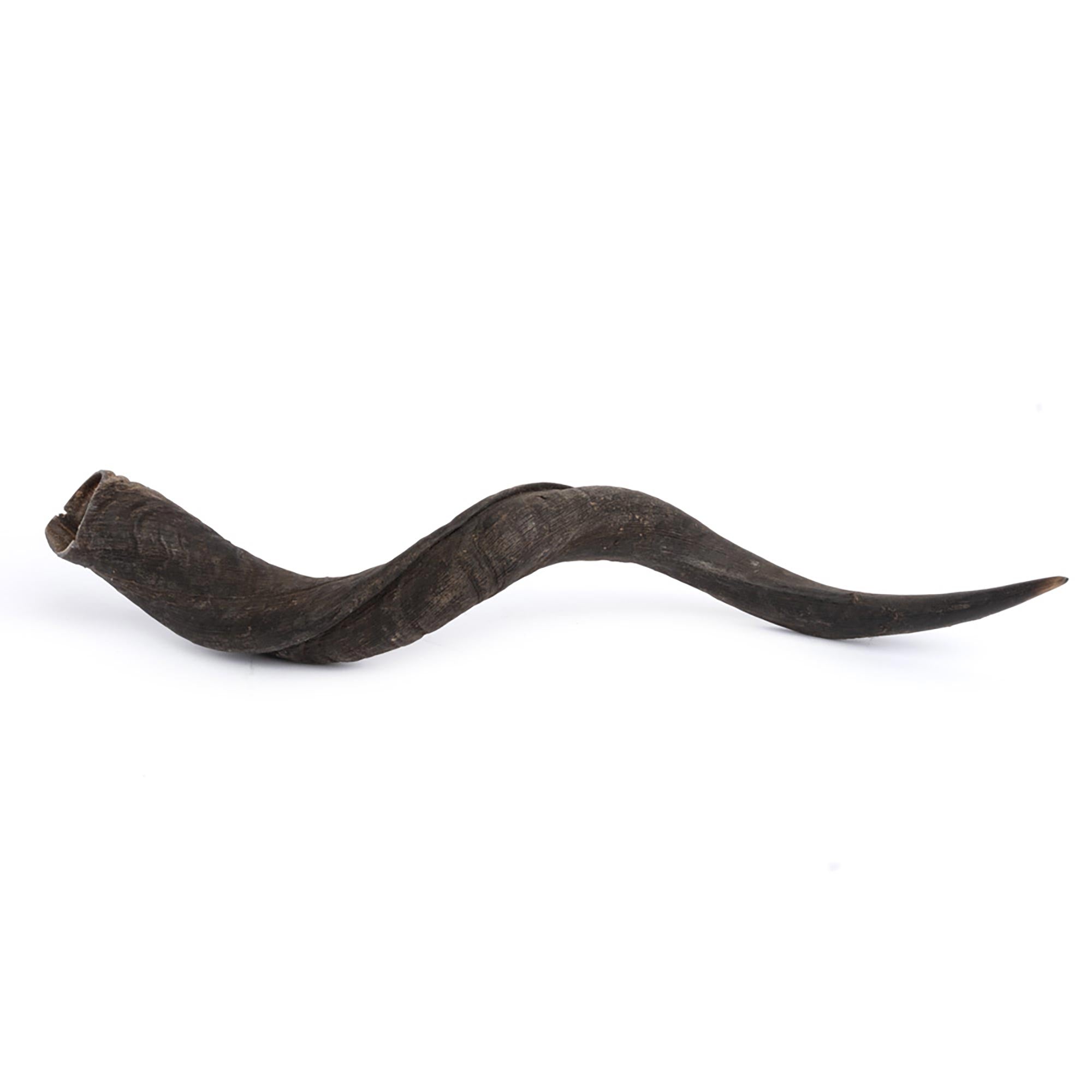 Genuine African Kudu Horn | NGALA Trading